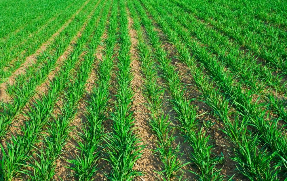 Real-life examples of irrigation practices revolutionizing agriculture ...