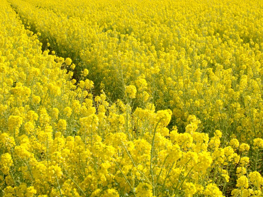 Fertilizer requirements of white mustard | Wikifarmer