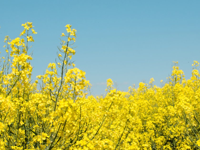 Mustard History, Plant Information, and Nutritional Value | Wikifarmer
