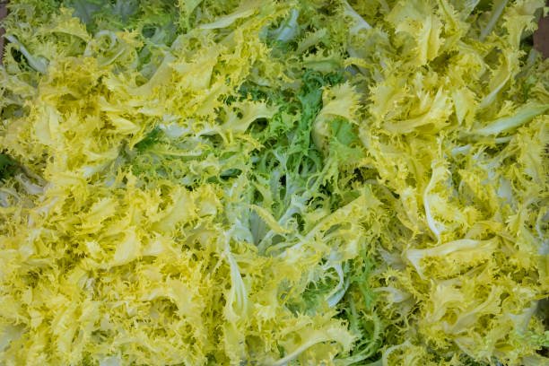 Endive and Escarole Pests and Diseases | Wikifarmer
