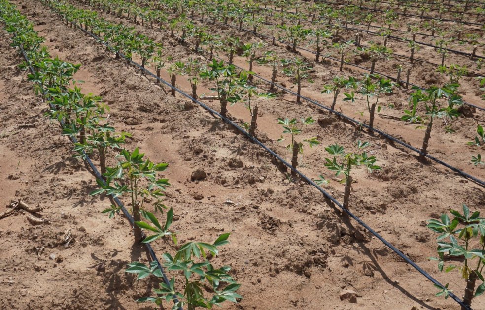 How drip irrigation can support global food security | Wikifarmer