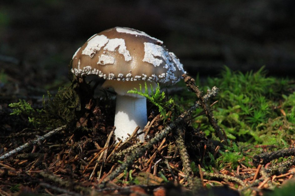 Mushroom Pests and Diseases | Wikifarmer