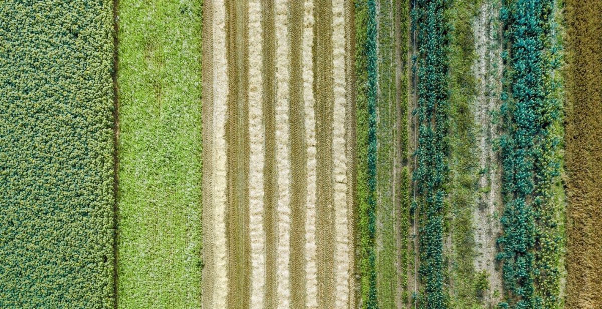 What is crop diversification? | Wikifarmer