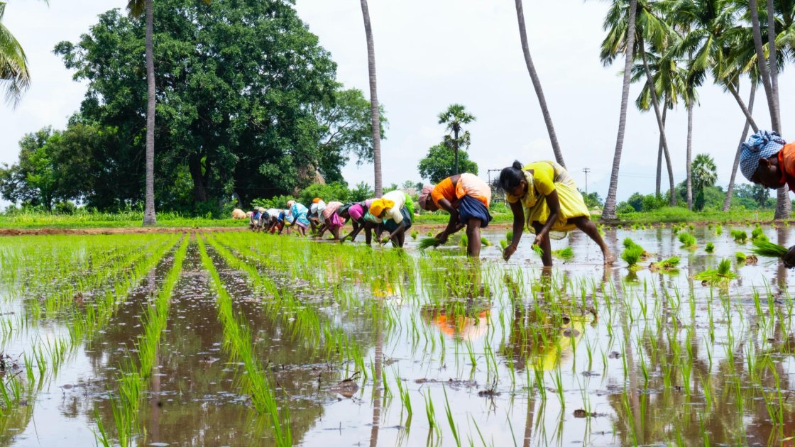 What is sharecropping, and how can it fit into modern agriculture ...