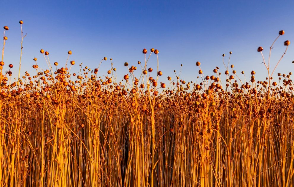 A Complete Guide on Flaxseed Cultivation | Wikifarmer