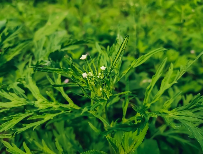 How to fight the current alarming invasion of the Parthenium weed ...