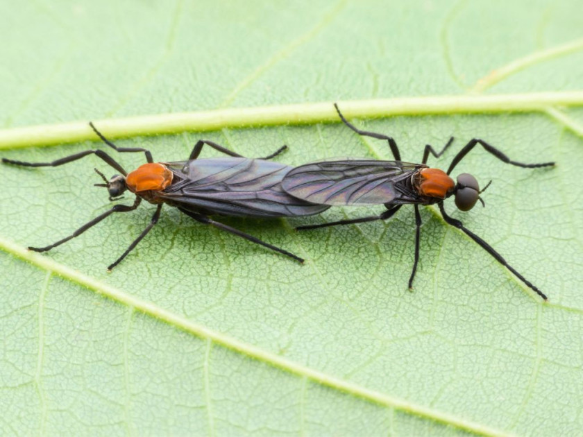Interesting facts about Love Bugs and their role in the ecosystem ...