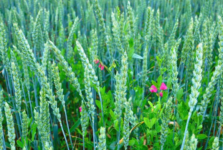 What are the nurse crops? | Wikifarmer
