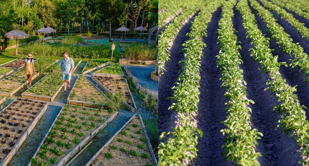 What are the raised beds in small-scale farming? | Wikifarmer