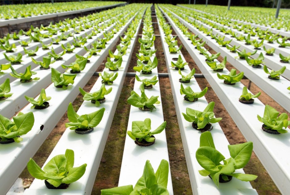 What is horizontal farming? | Wikifarmer