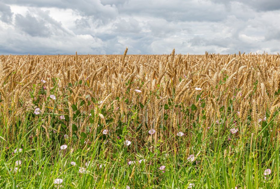 What is rainfed farming or crops? | Wikifarmer