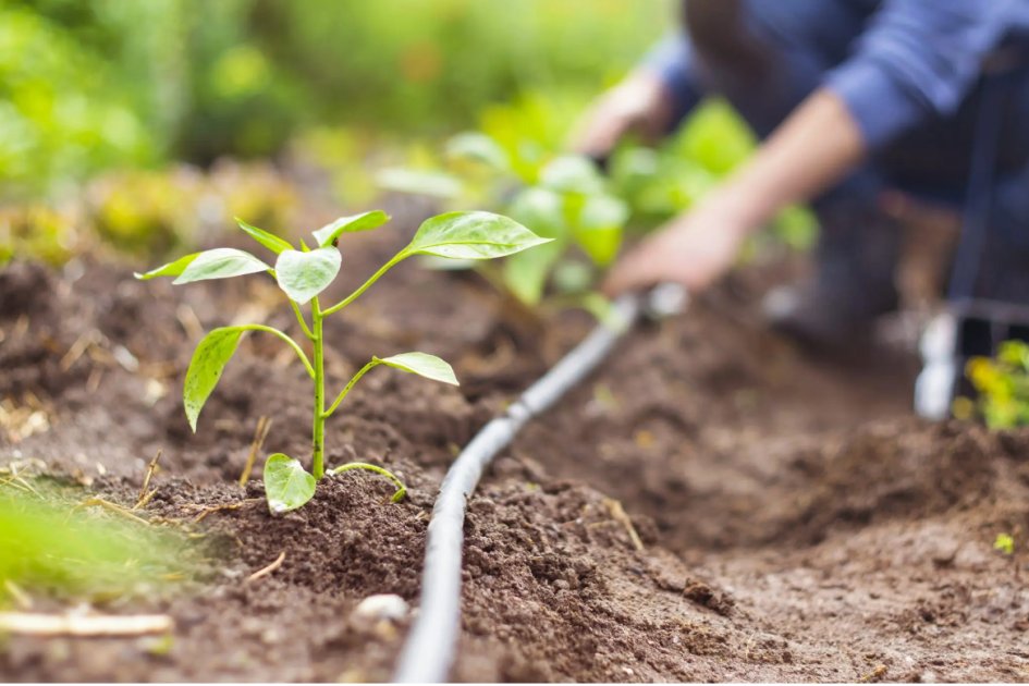 Fertigation: Definition, Advantages and Challenges | Wikifarmer