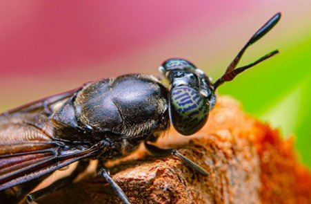 Farine d'insectes dans l'alimentation animale durable | Wikifarmer