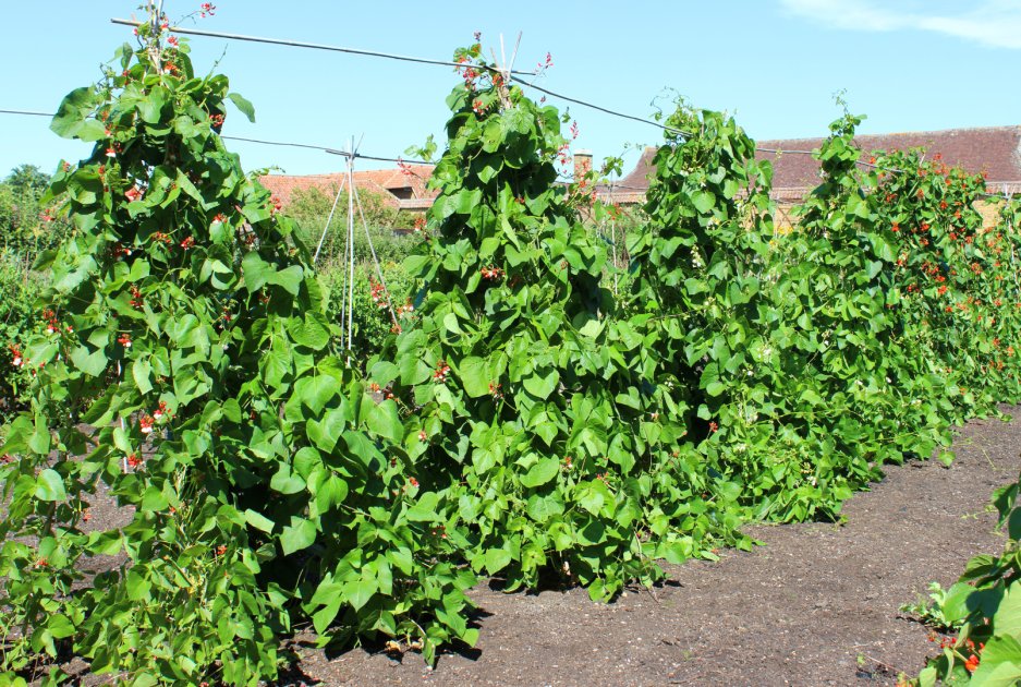 Runner Beans Information and Production Steps | Wikifarmer