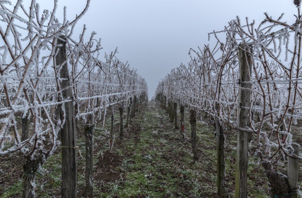 Frost damage in the vineyards and ways of prevention | Wikifarmer