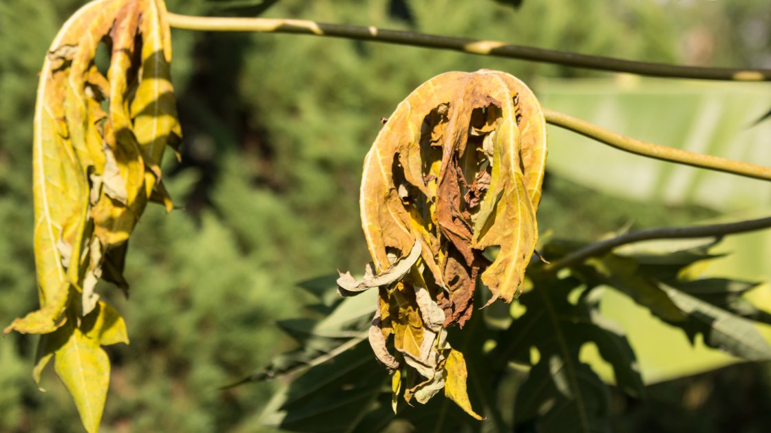 Enfermedades Y Plagas De Las Plantas La Identificación Temprana,