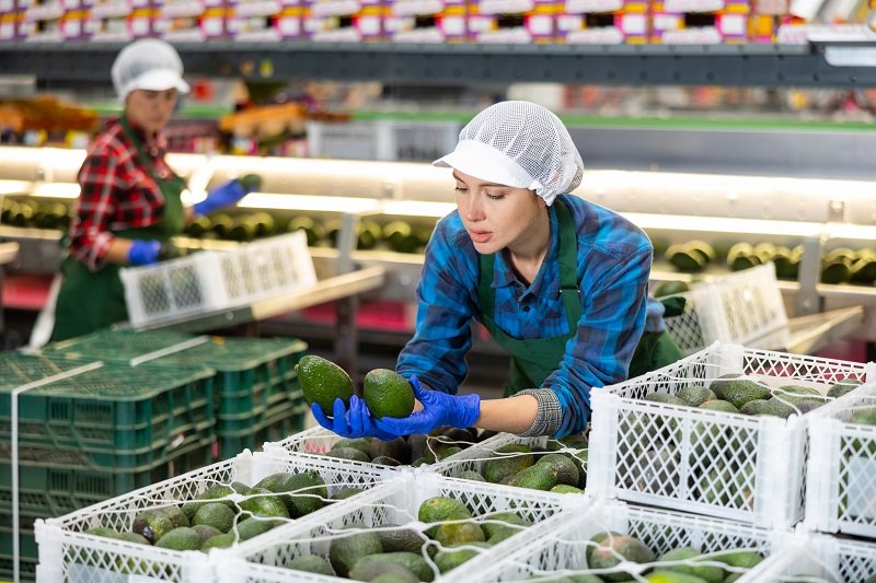 Quality Standardization of Fresh Fruit and Vegetables to Reduce Food ...