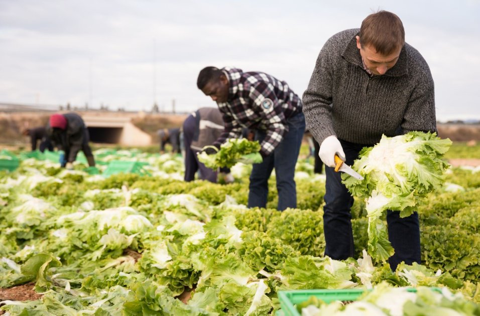 Ensuring Compliance with Food Safety Regulations: 6 Tips for Farmers ...