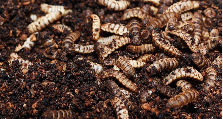 Exploring the Benefits and Applications of Black Soldier Fly Farming ...