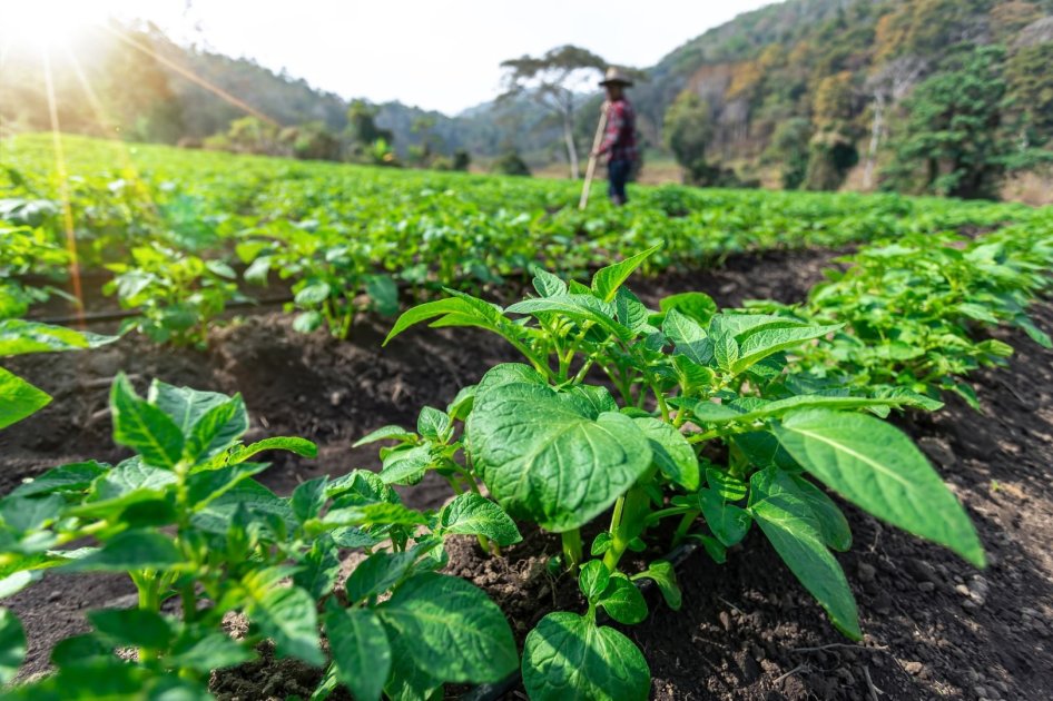 Technological Innovations that Revolutionize the Potato Industry ...