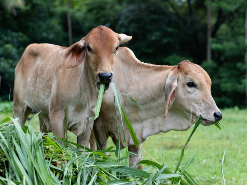 Τροφική αλυσίδα | Wikifarmer