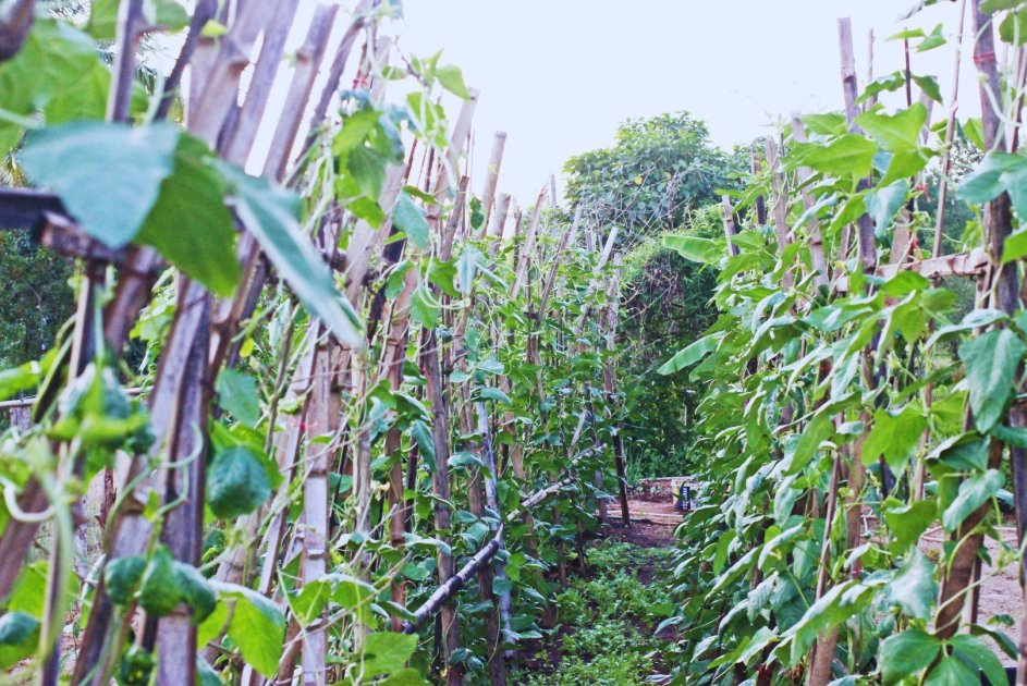 Complete Guide to Growing and Harvesting Cowpeas: Planting Tips and ...