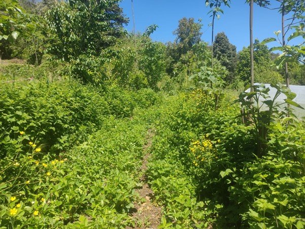 Syntropic Agroforestry Orchard with Red Fruit as a Cash Crop in ...