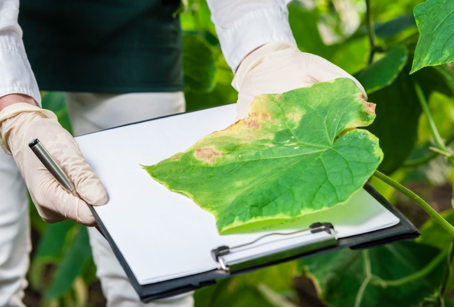 10 Advanced Tips for Effective Crop Monitoring and Early Pest and ...