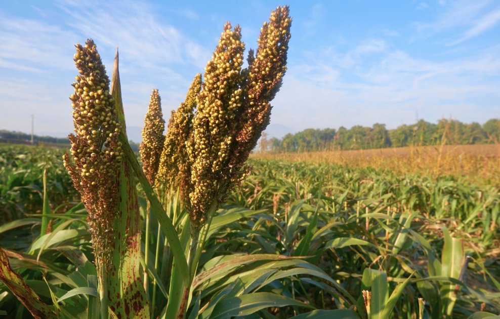 Common Soil-Borne Diseases in Sorghum: Prevention and Management ...