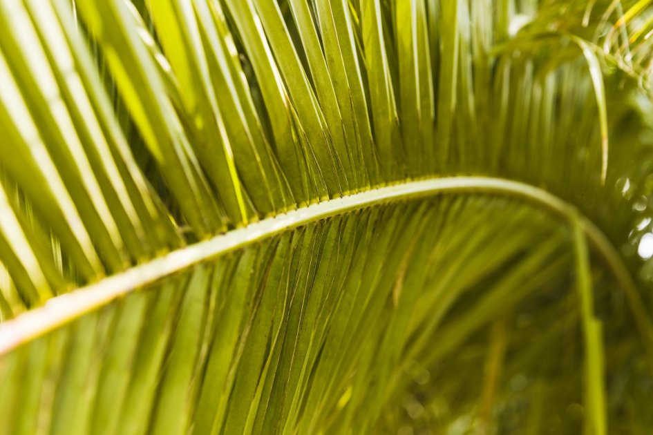 Innovating with Areca Leaf: A Sustainable Leap Towards a Circular ...