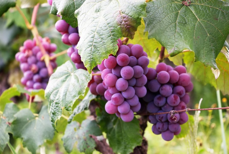 Innovative Robotic Technology Revolutionizes Table Grape Spraying ...