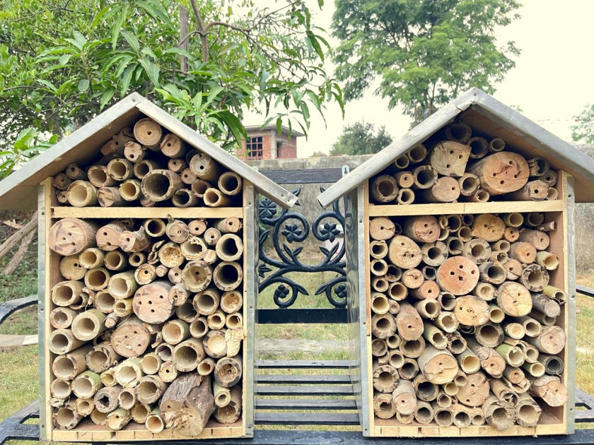 Solitary Bees and Their Crucial Role in Urban Forestry and Agriculture ...