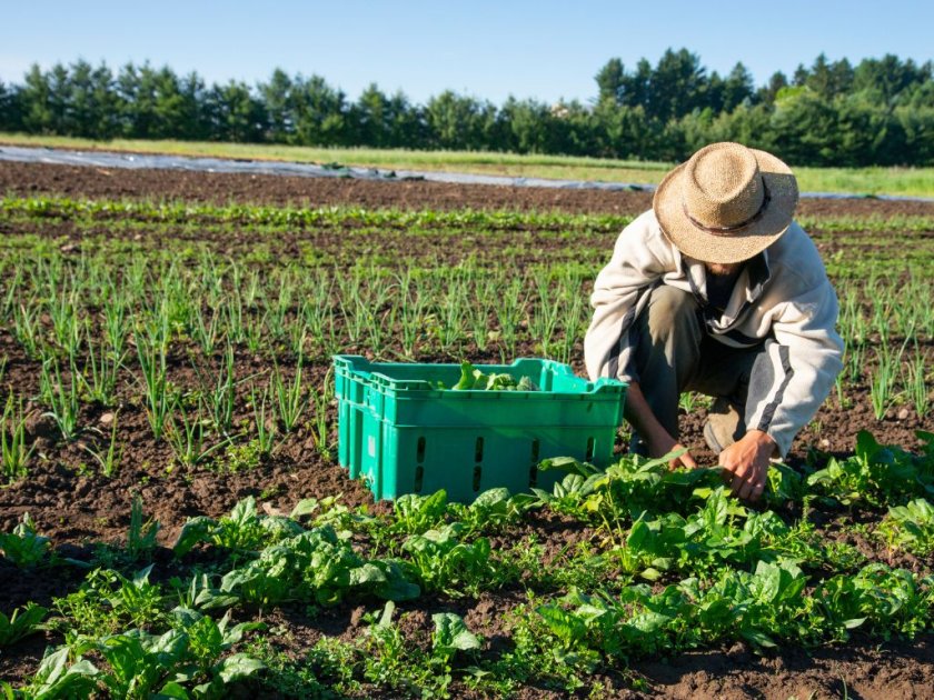 Organic farming: A sustainable approach to food production | Wikifarmer