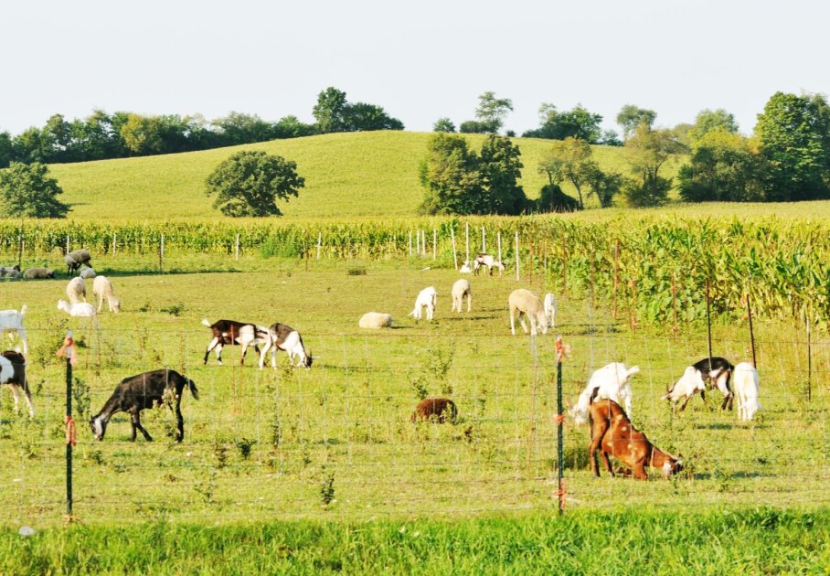 Che cos'è l'agroecologia? | Wikifarmer