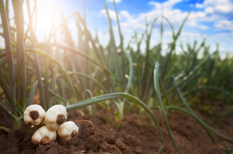 Cultivar ajo con fines comerciales - Guía completa para cultivar ajo de ...