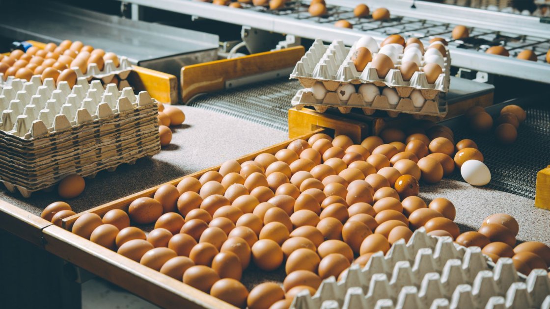 Manothermosonication: Revolutionizing Liquid Whole Egg Pasteurization with Enhanced Safety and ...