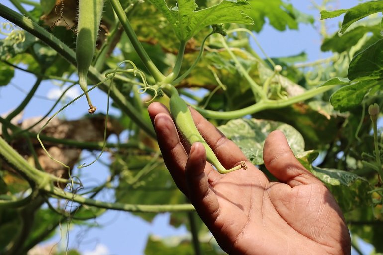 Necesidades hídricas de la okra y sistemas de riego | Wikifarmer