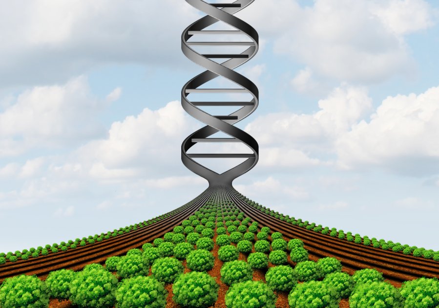 Plant Breeding Technologies: Exploring Mutagenesis and Gene Editing for ...