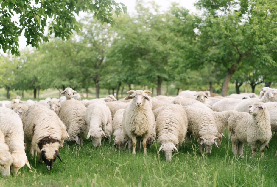Qu’est-ce que l’agrobiodiversité? | Wikifarmer