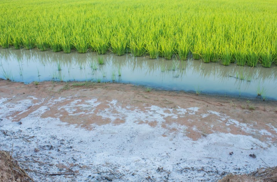 Salinisation des sols et comment les agriculteurs peuvent la surmonter ...