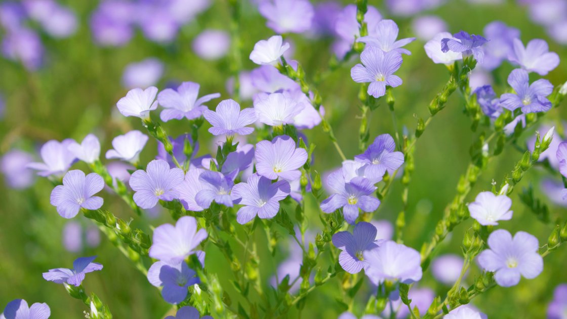 The 3 most Popular Fiber Plants | Wikifarmer