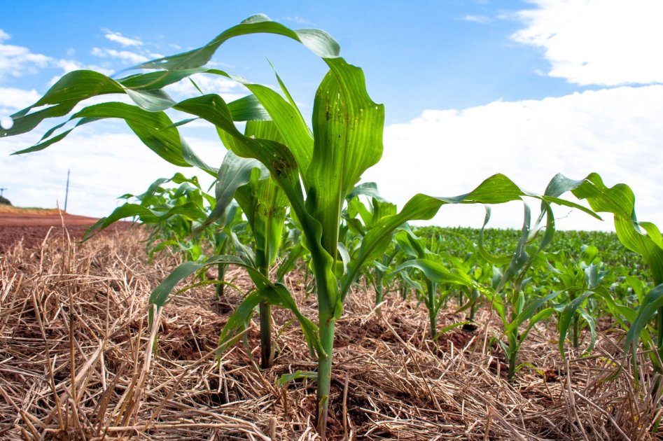 What is Conservation Agriculture? | Wikifarmer