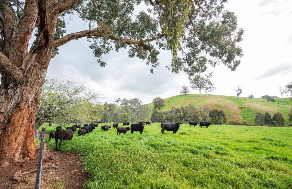 What is Natural Farming? | Wikifarmer