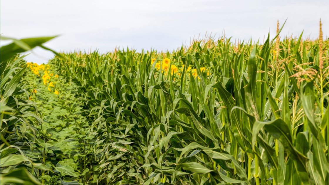 What is the Difference Between Mixed Farming and Mixed Cropping ...