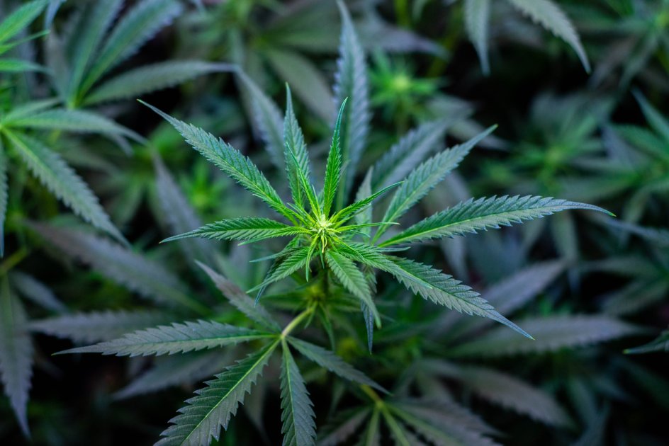 Cannabis: classification, uses, and cultivation | Wikifarmer