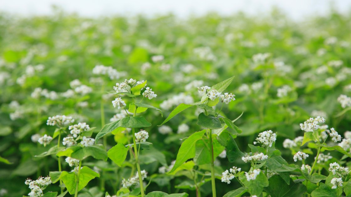 Buckwheat: Uses, Nutritional Value and Health Benefits | Wikifarmer