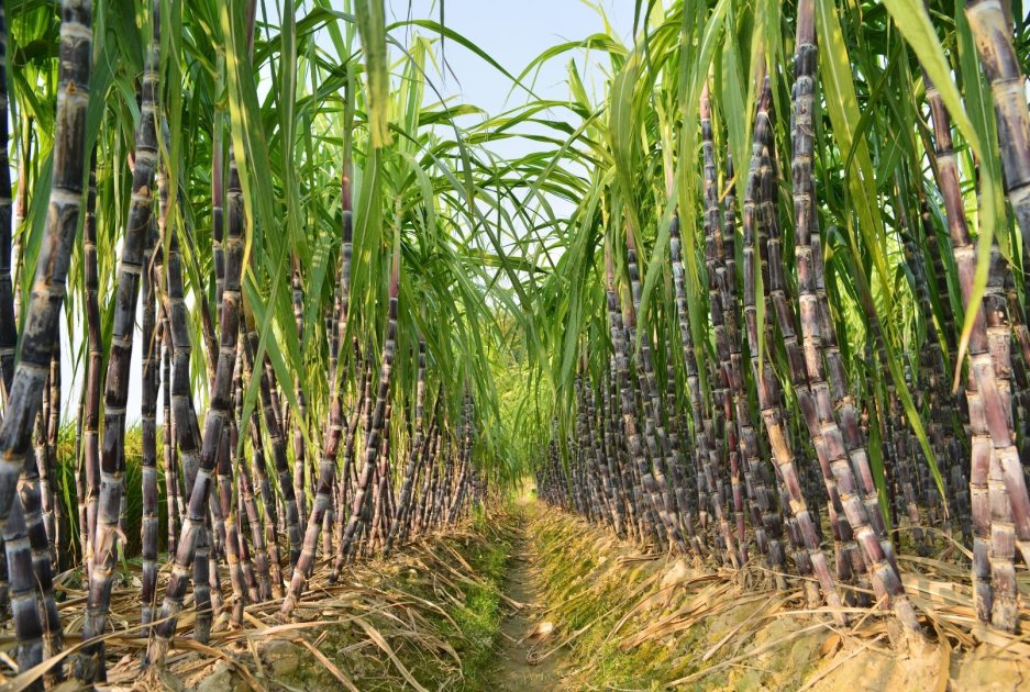 Caña de azúcar regenerativa: Agricultura sostenible con fertilizantes ...