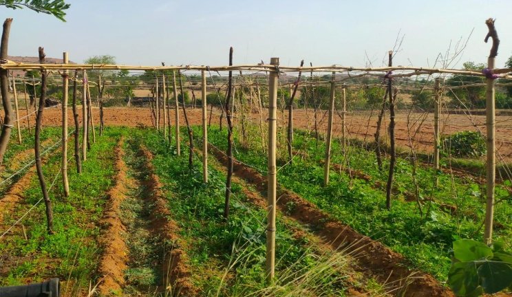 Case Study: Ensuring sustainable livelihood and nutrition through Multi ...