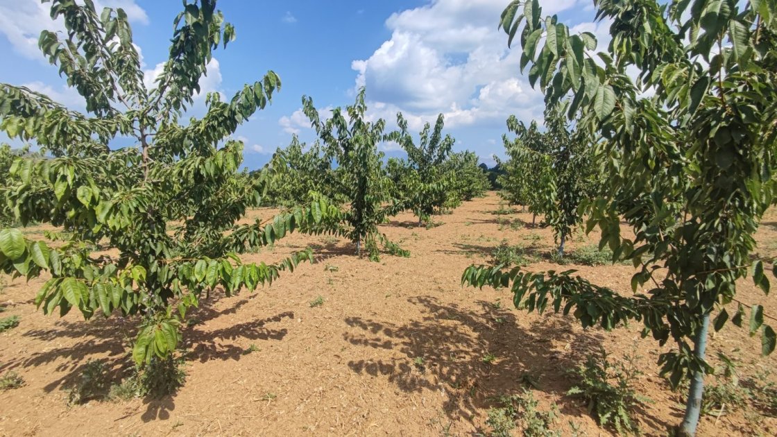Cómo elegir la mejor variedad de cerezo | Wikifarmer