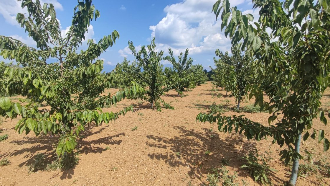 How to Choose the Best Sweet Cherry Variety | Wikifarmer